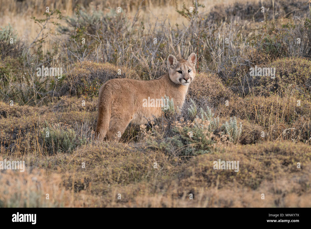 Wild puma in Patagonia Stock Photo - Alamy