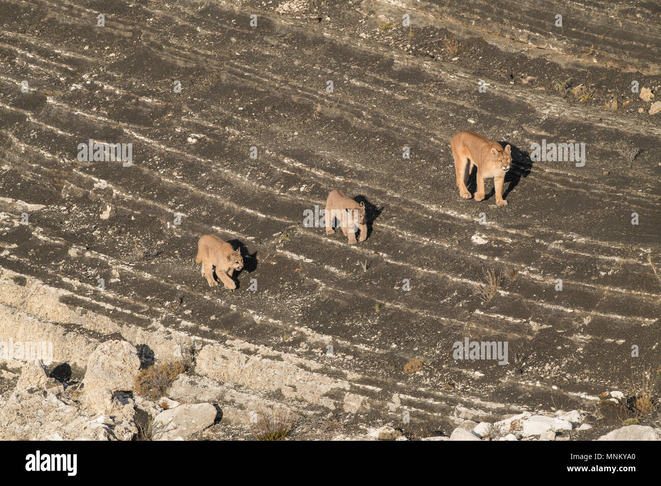 Puma family hi-res stock photography and images - Alamy