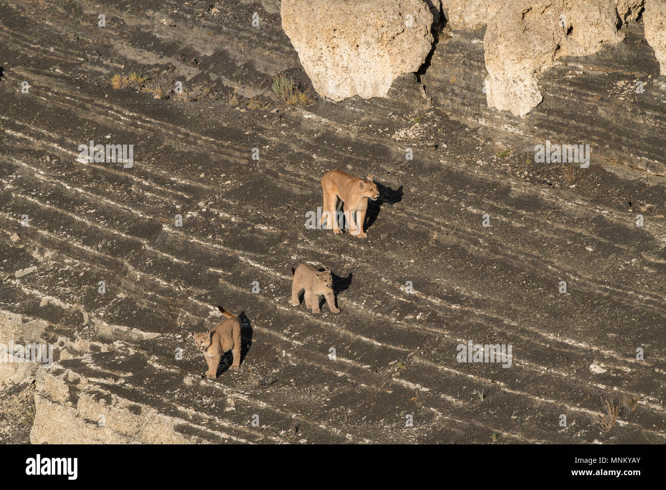 Wild puma in Patagonia Stock Photo - Alamy