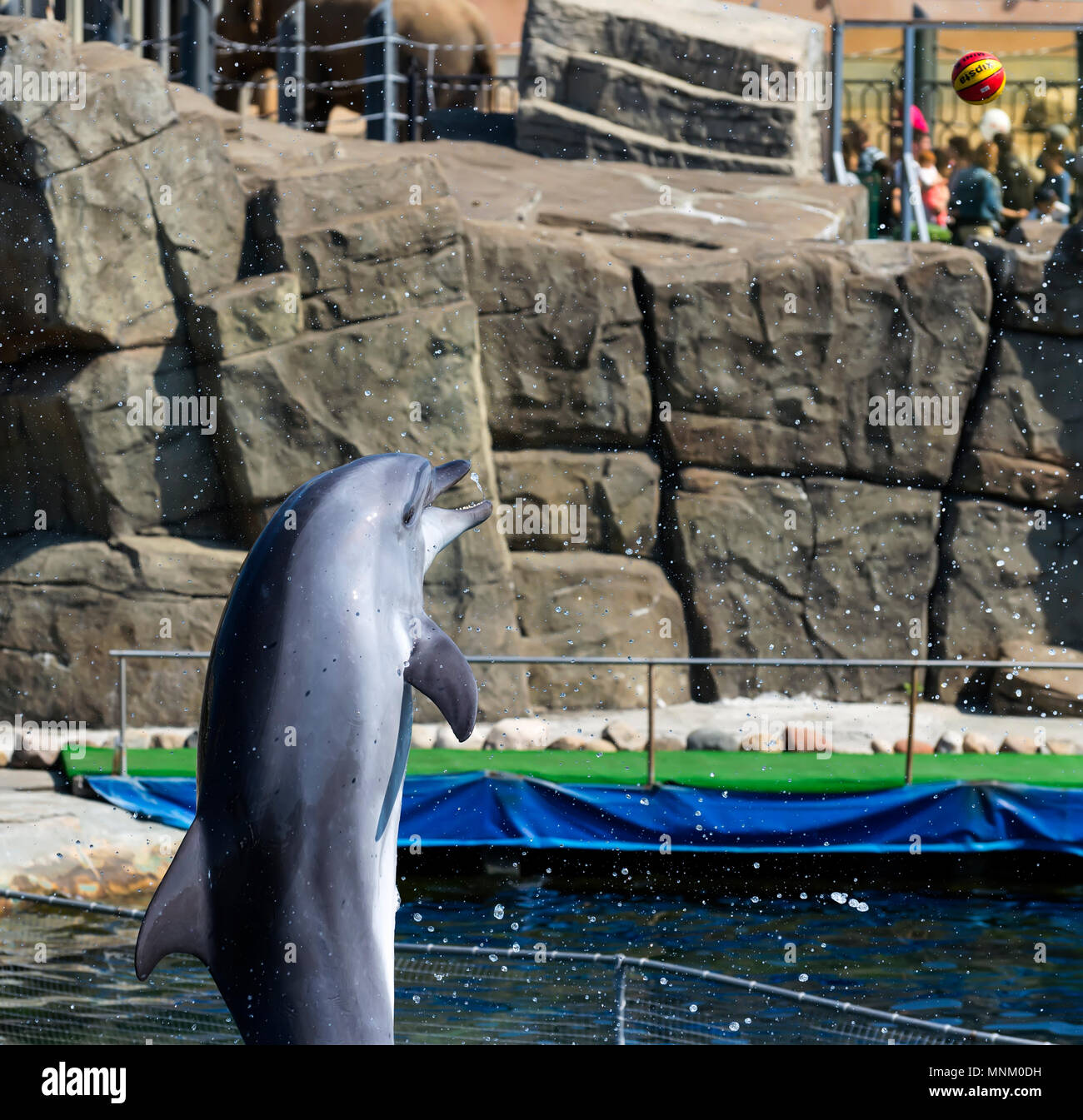 single jumping bottlenose dolphin on rock background Stock Photo - Alamy