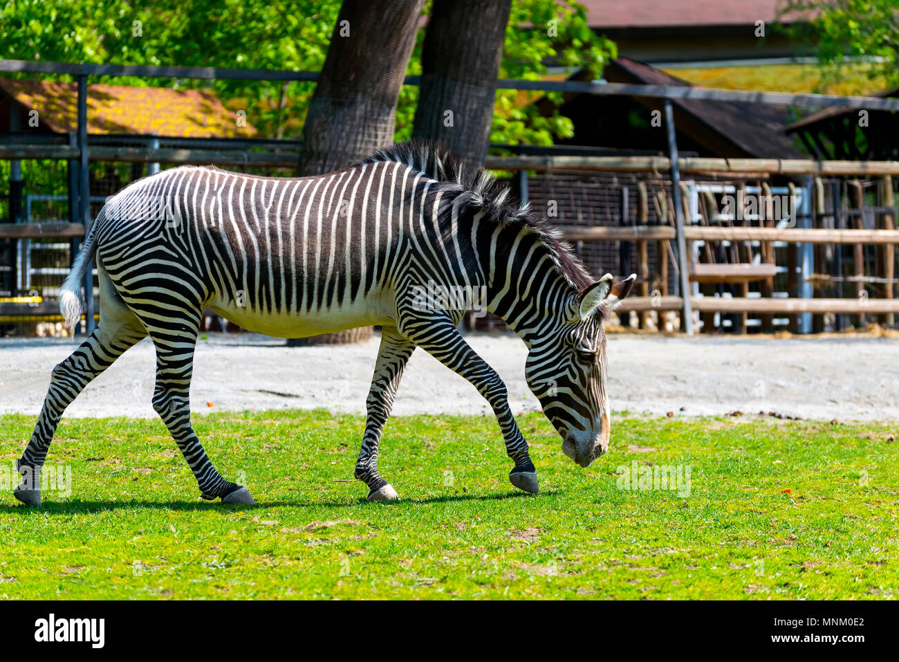 Single zebra hi-res stock photography and images - Alamy