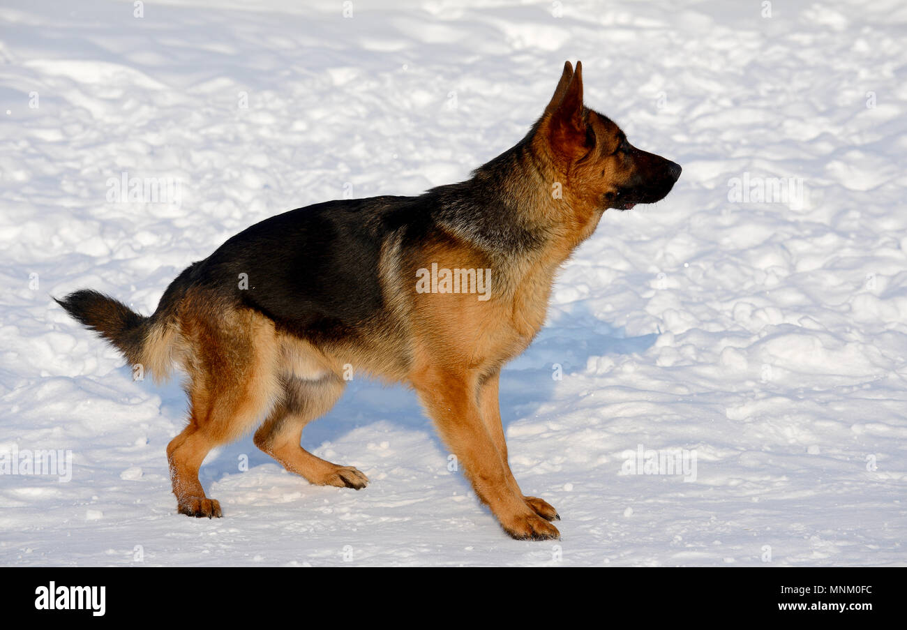 Dog german shepherd in a park in a winter day Stock Photo - Alamy