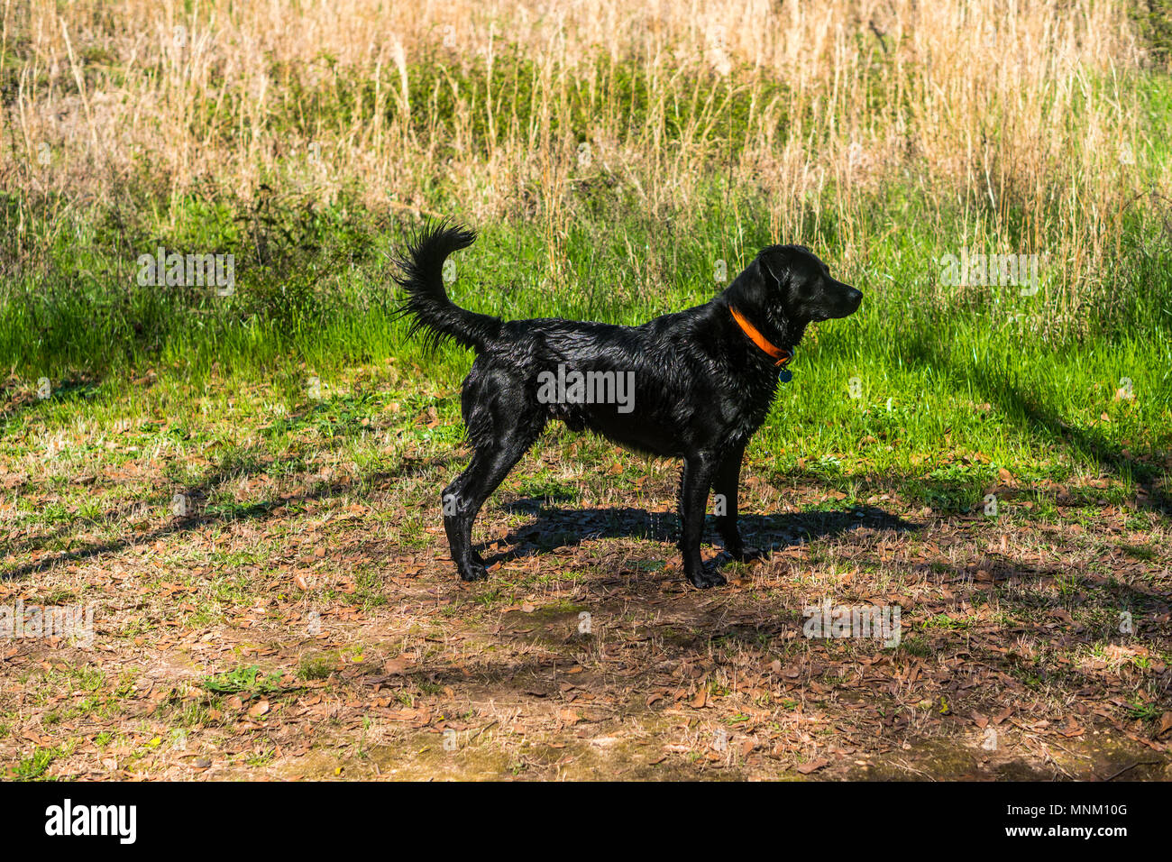Black Lab Dog High Resolution Stock Photography and Images - Alamy