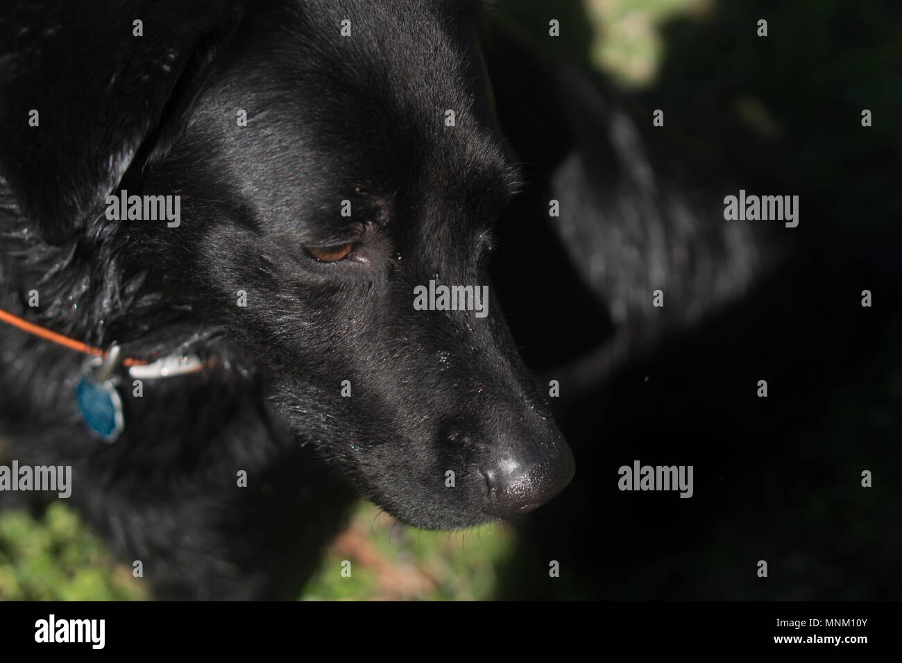 Black lab dog hi-res stock photography and images - Alamy