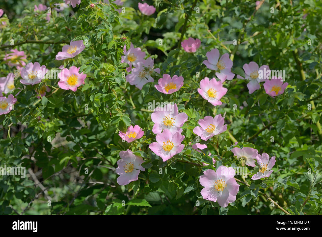 Pink wild rose (Rosa canina) in spring Stock Photo - Alamy
