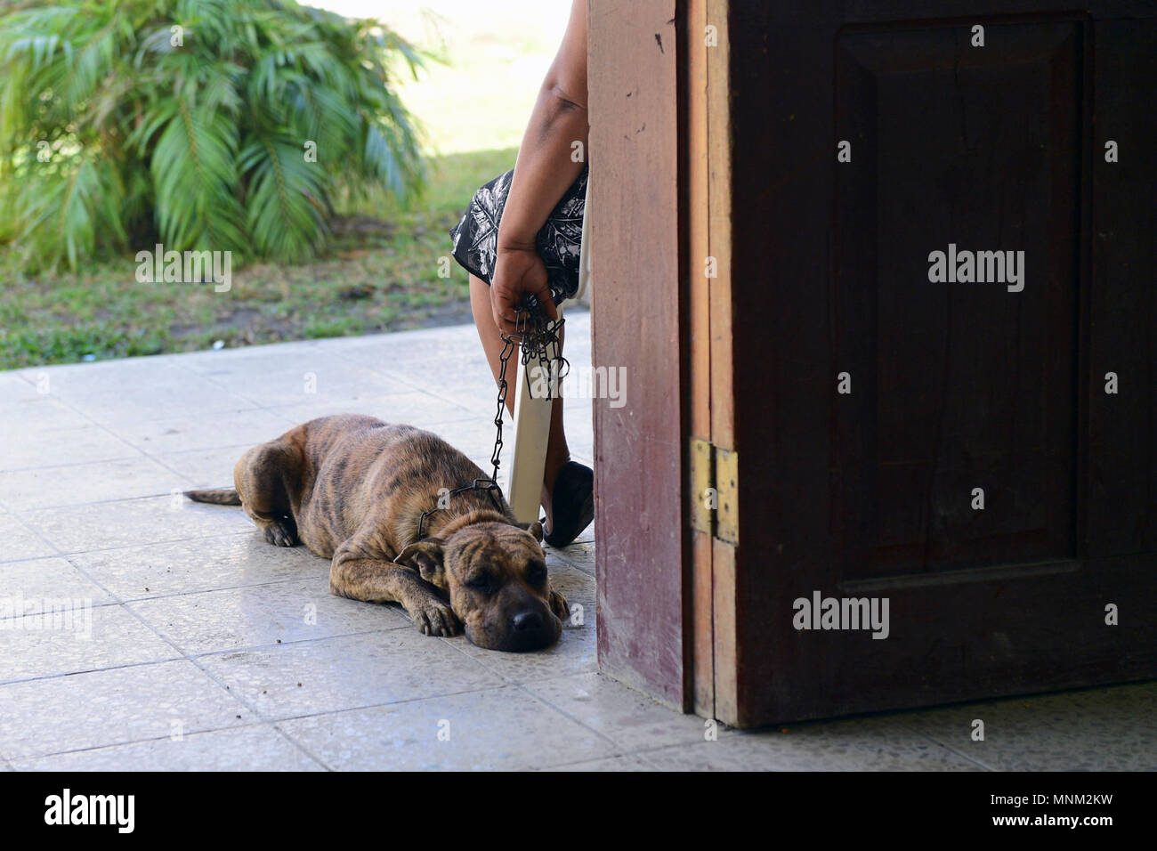 PUERTO CORTES, Honduras (March 17, 2018) A dog waits to be seen by U.S ...