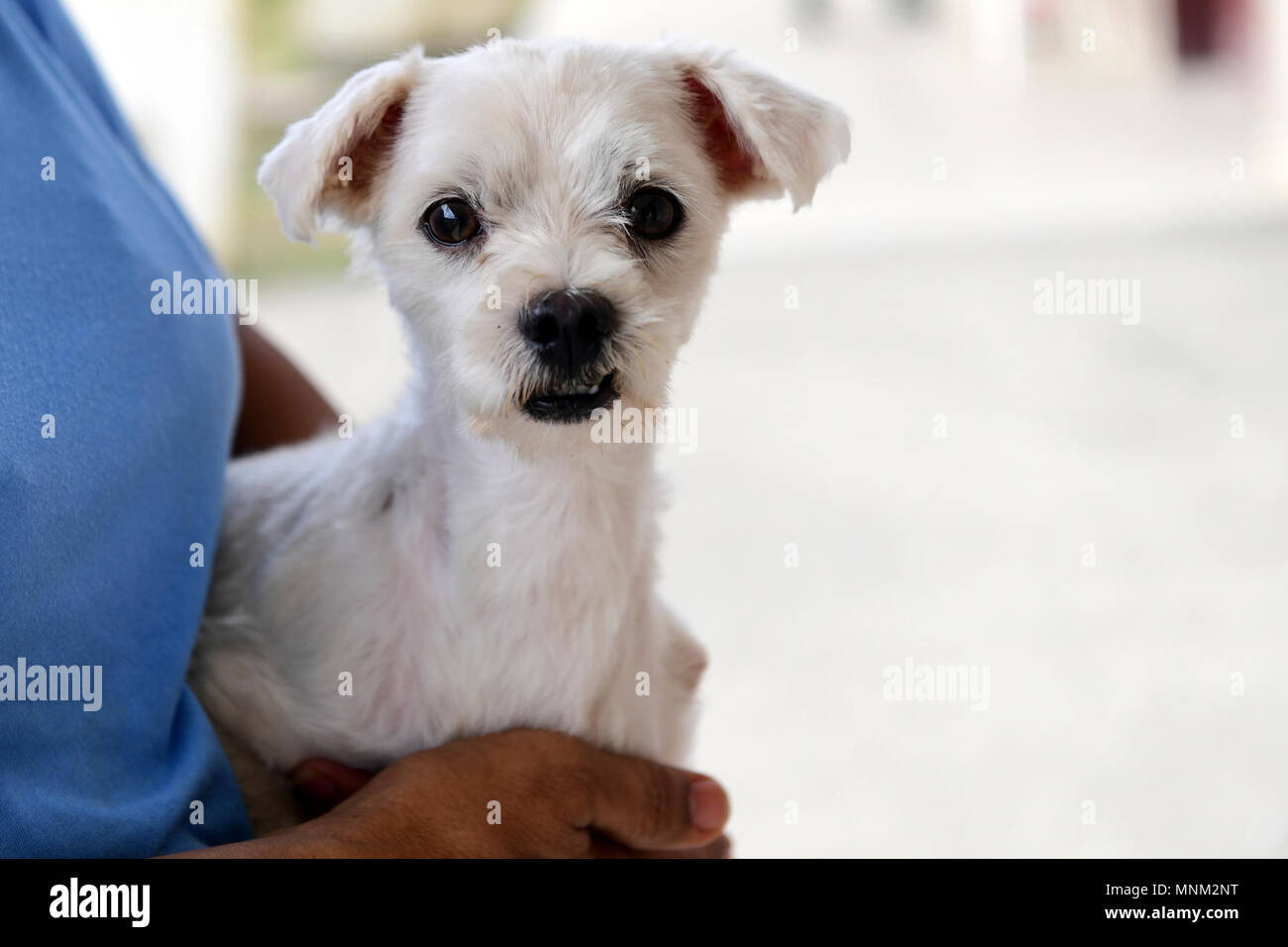 PUERTO CORTES, Honduras (March 17, 2018) A dog awaits veterinarian care ...