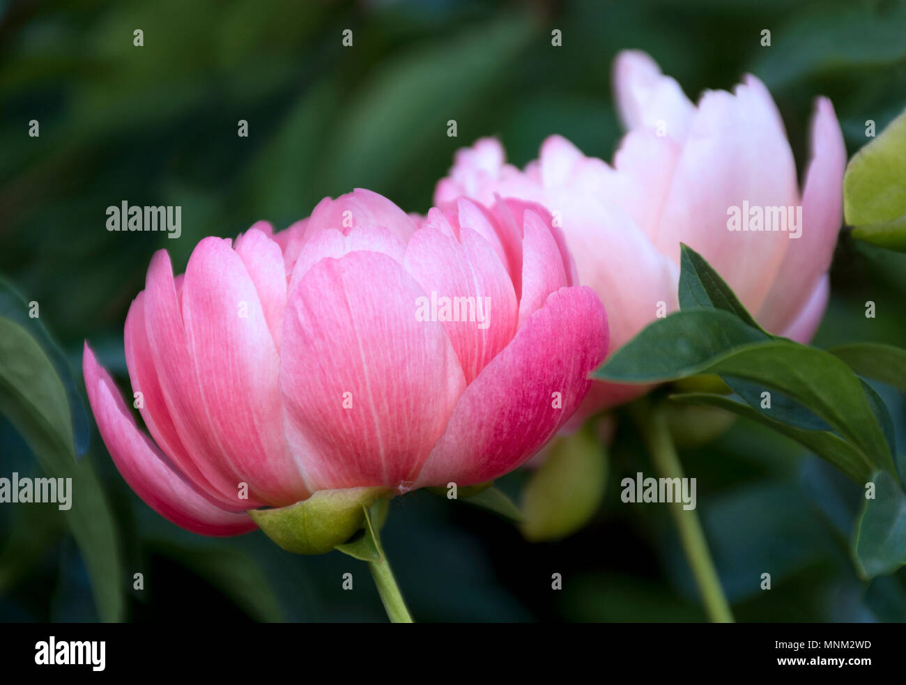 Two pink peonies Stock Photo - Alamy