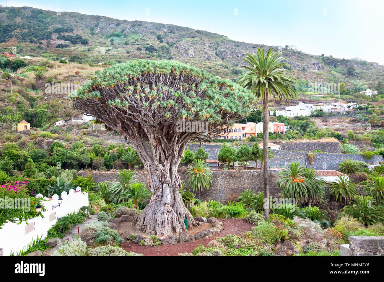 Millennial Drago tree at Icod de los Vinos, Tenerife Island , Spain ...