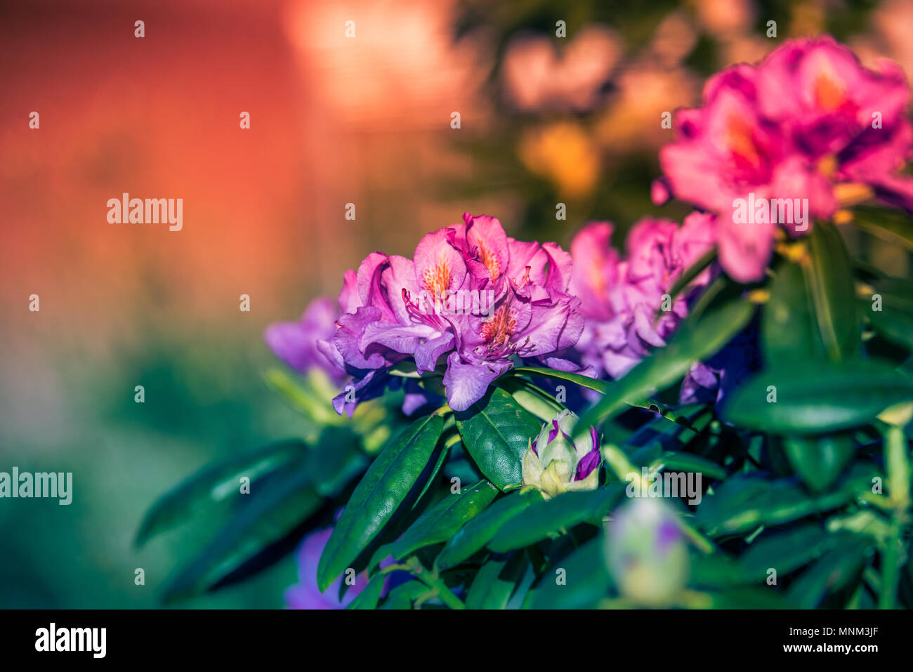 Rododendron hi-res stock photography and images - Alamy