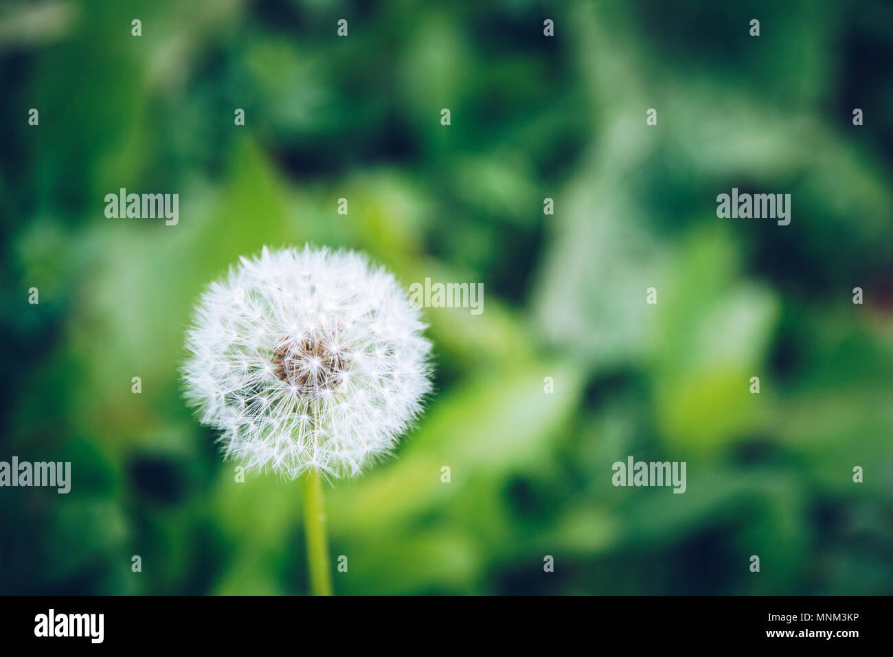 Top view of a common dandelion Taraxacum officinale, a flowering ...