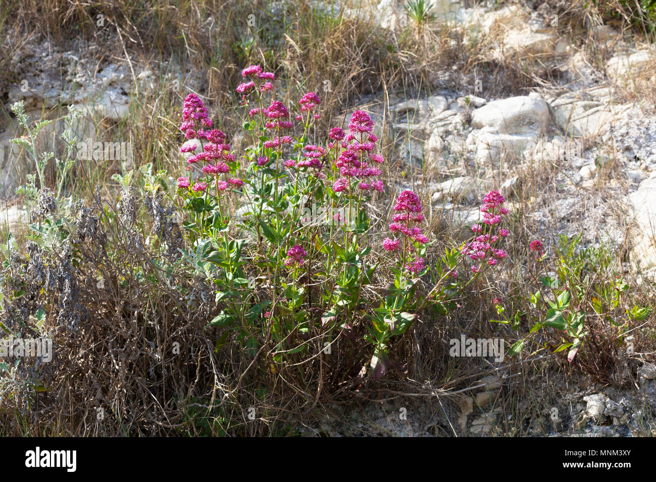 Cliff vegetation hi-res stock photography and images - Alamy