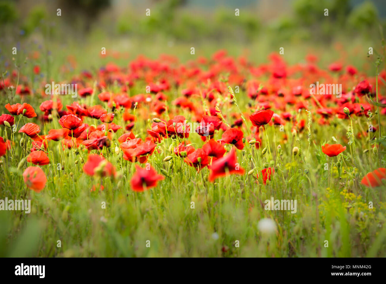 poppy field red flower landscape background Stock Photo - Alamy
