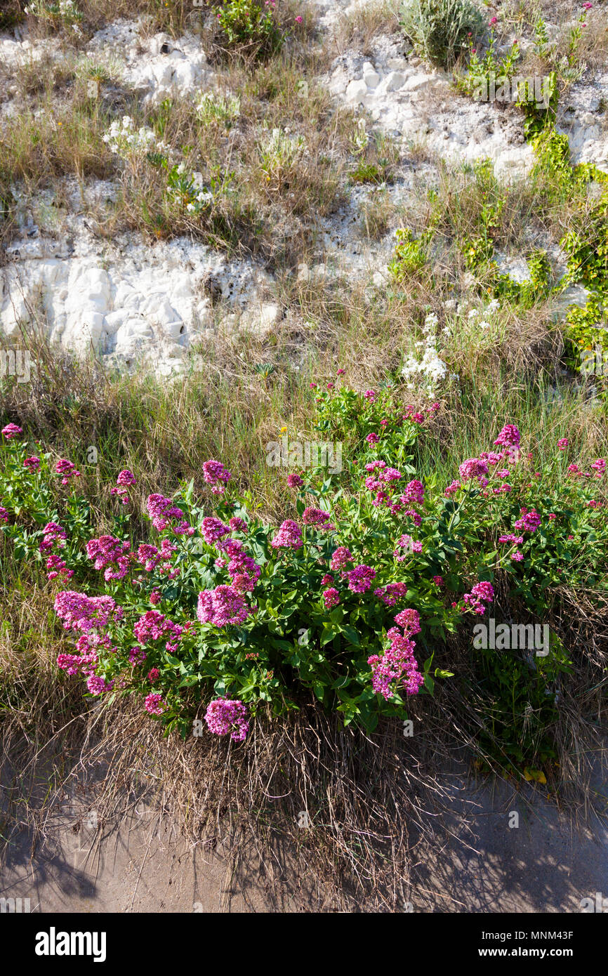 Cliff vegetation hi-res stock photography and images - Alamy