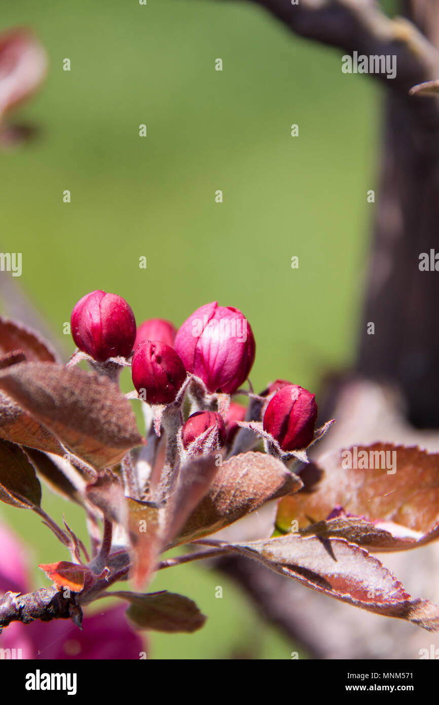 Apple tree fruit bud hi-res stock photography and images - Alamy