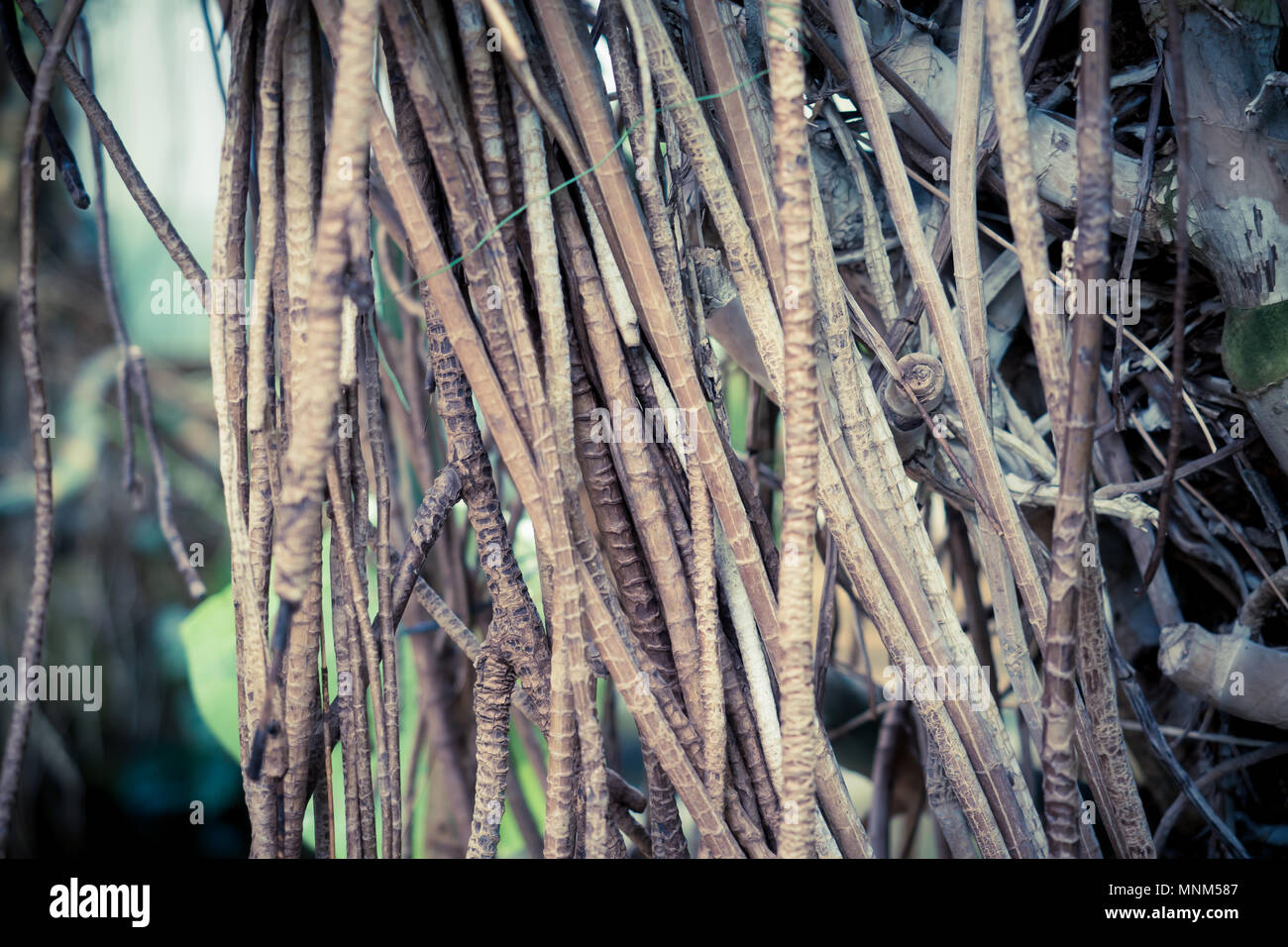 Background from the stems of a tropical plant Stock Photo - Alamy