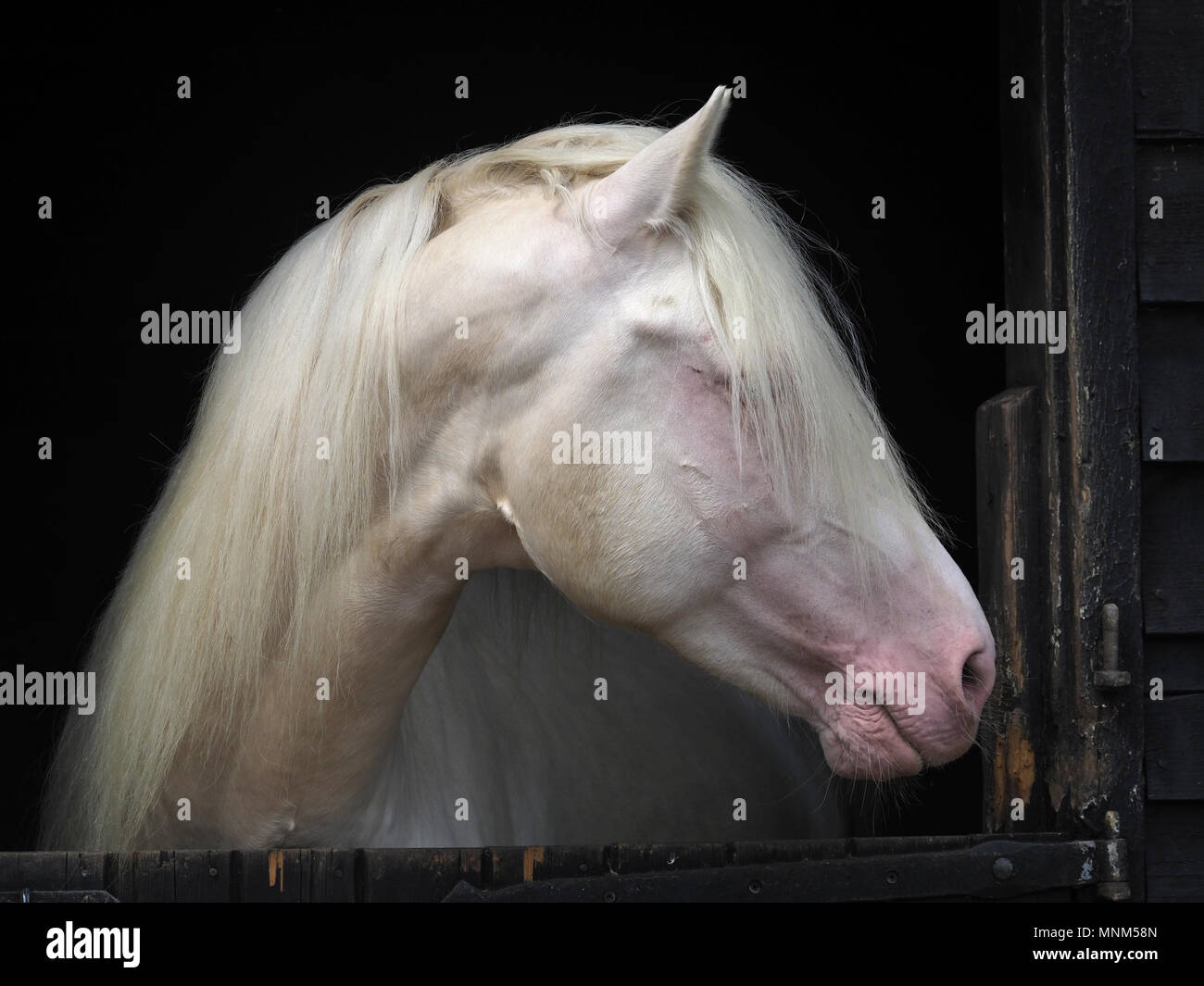A head shot of a beautiful Cremello stallion looking over a stable door ...