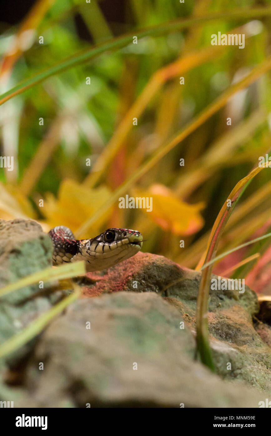 Grass snake germany natrix natrix hi-res stock photography and images ...