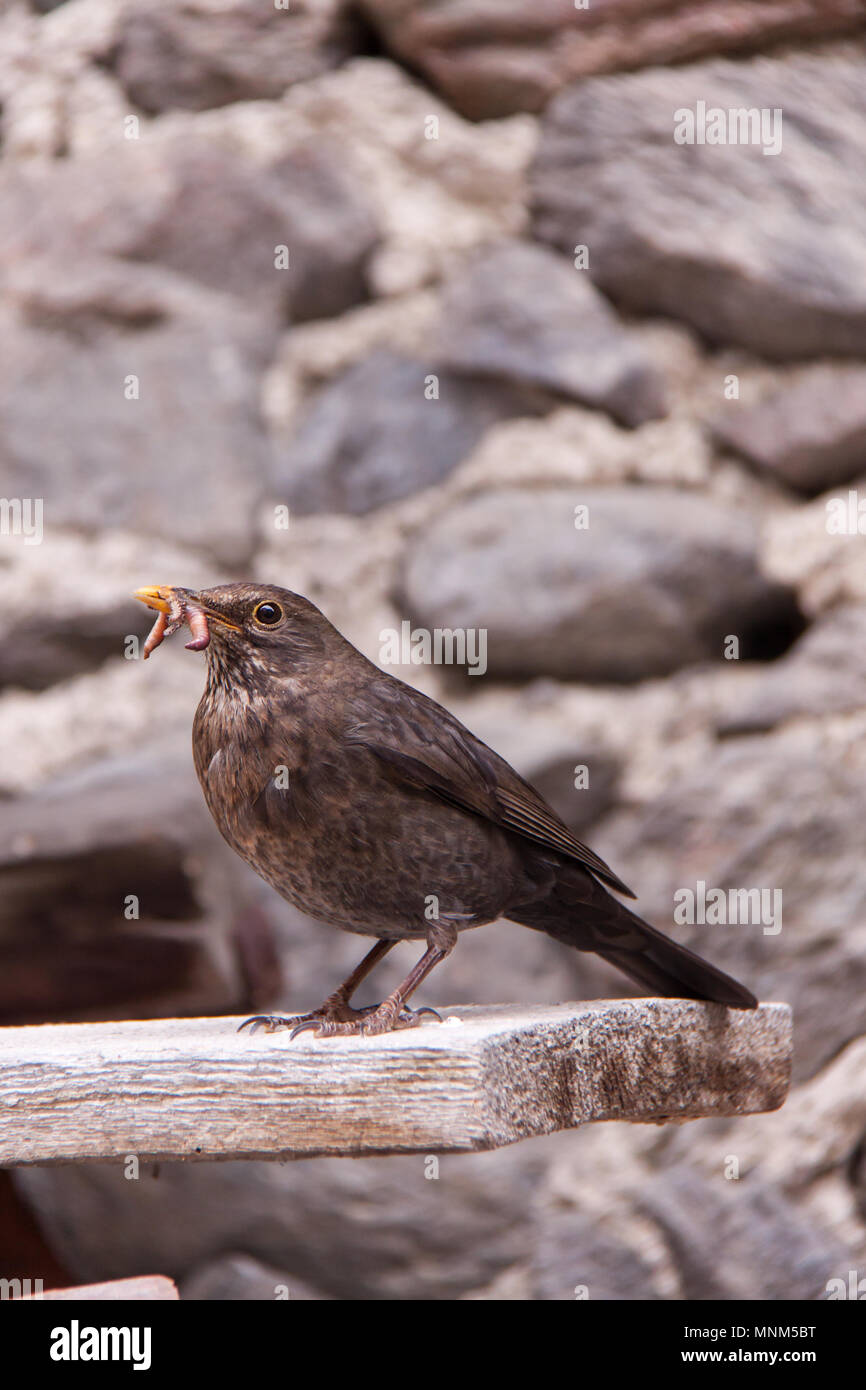 Worm eating bird hi-res stock photography and images - Alamy