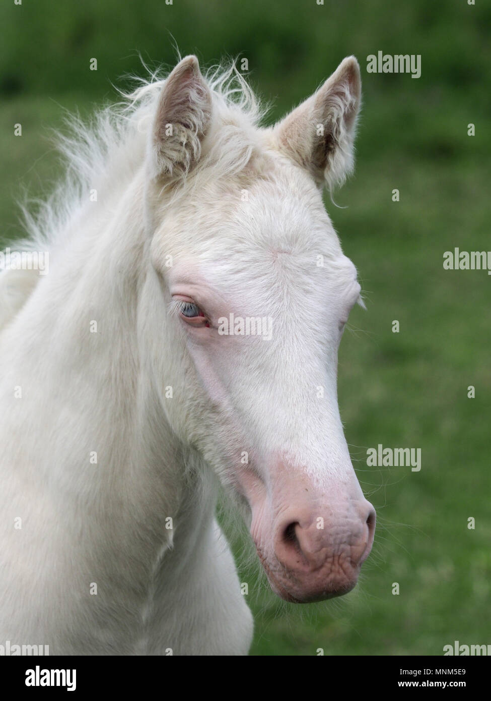 Cremello Horses Eyes