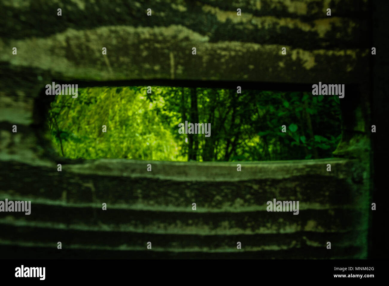 Peek through trees hi-res stock photography and images - Alamy