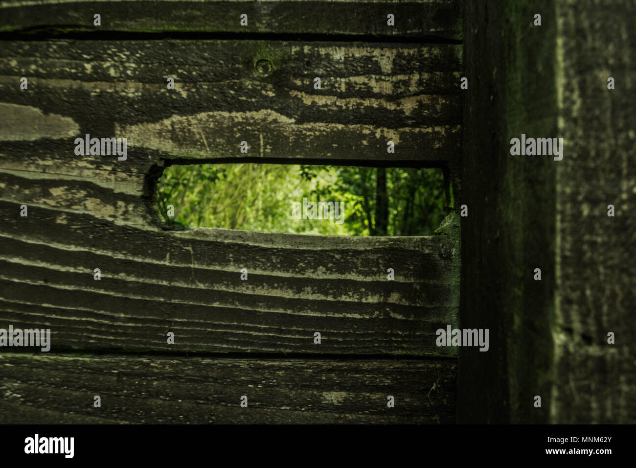 Peek through trees hi-res stock photography and images - Alamy