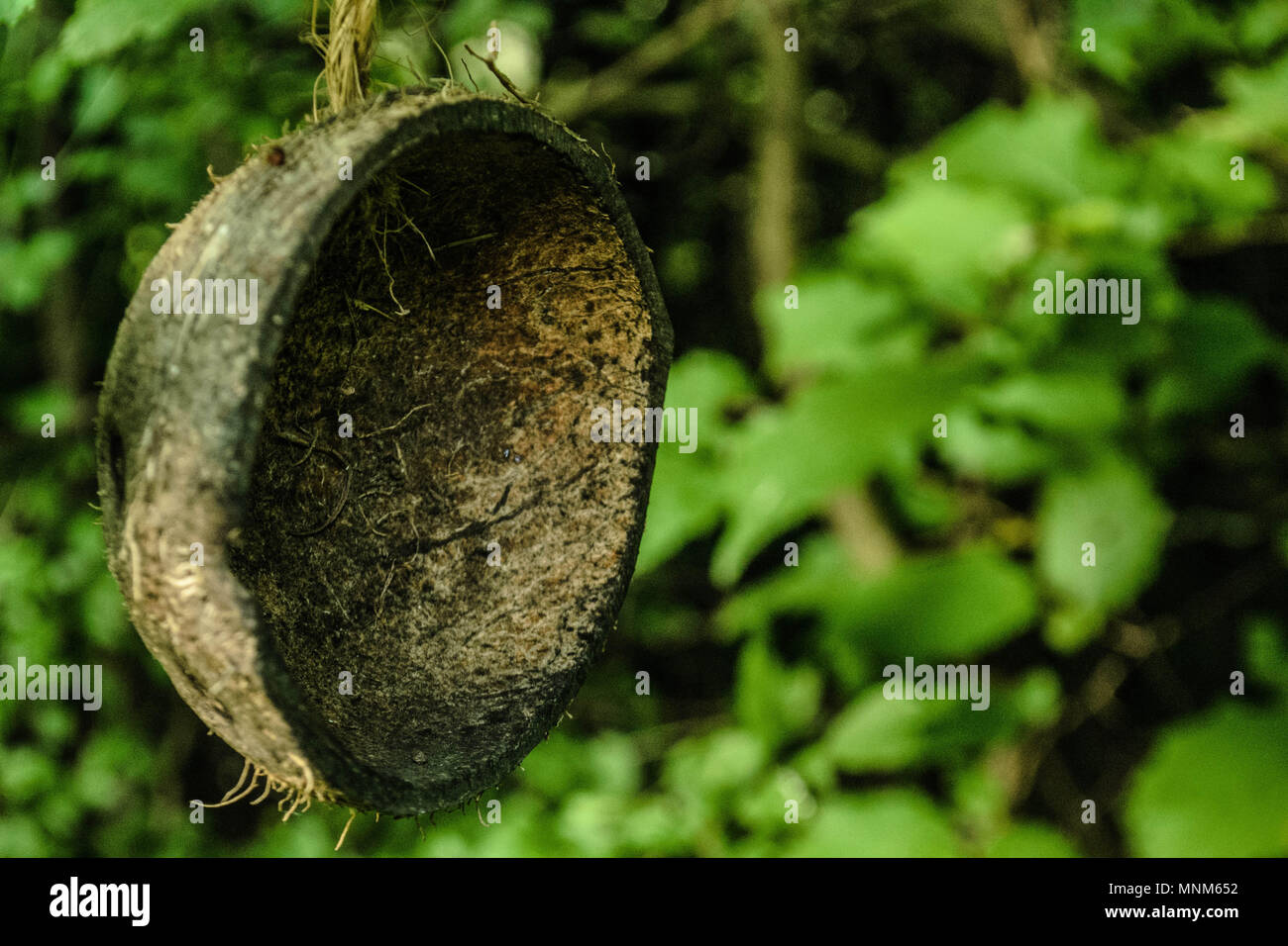 Half open coconut hanging of tree string on Stock Photo - Alamy