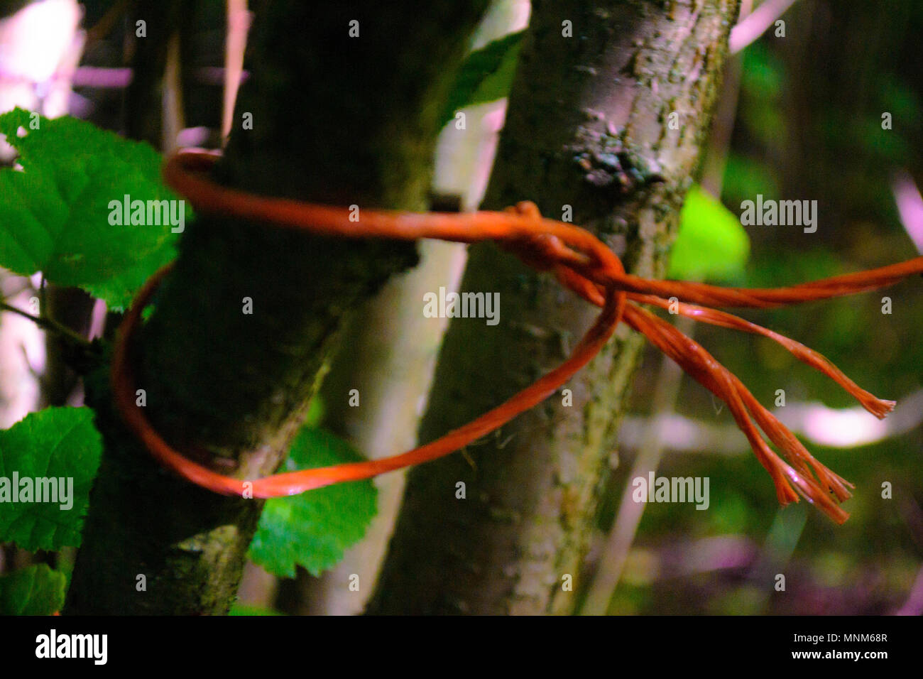Orange Wire Hanging of tree Stock Photo - Alamy