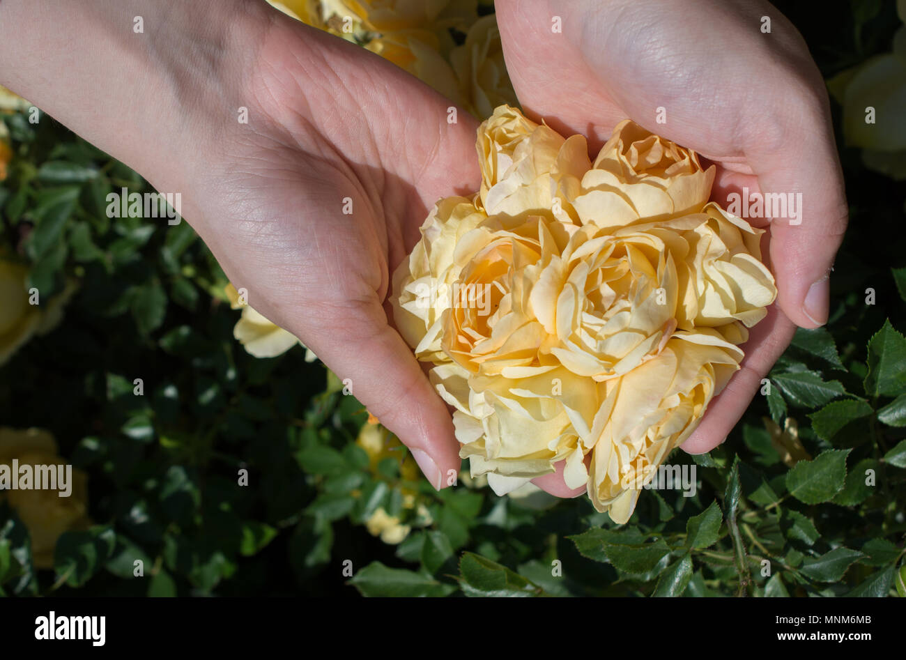 Beautiful fresh roses in hand Stock Photo - Alamy