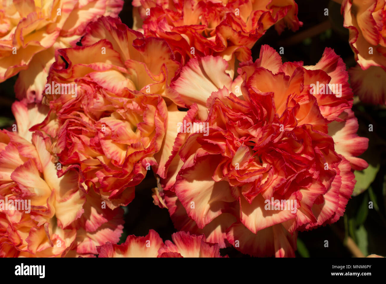 Beautiful colorful natural spring flowers as a nature background Stock ...