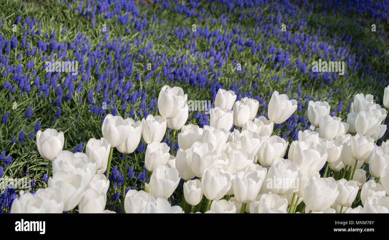White color Tulips Bloom in Spring in garden Stock Photo - Alamy