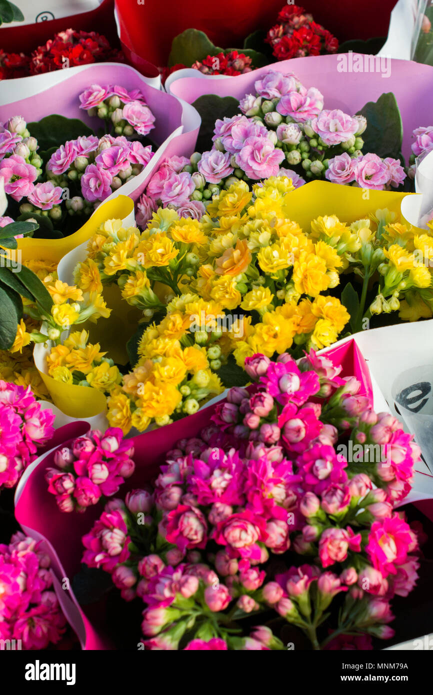 Beautiful colorful natural spring flowers as a nature background Stock ...