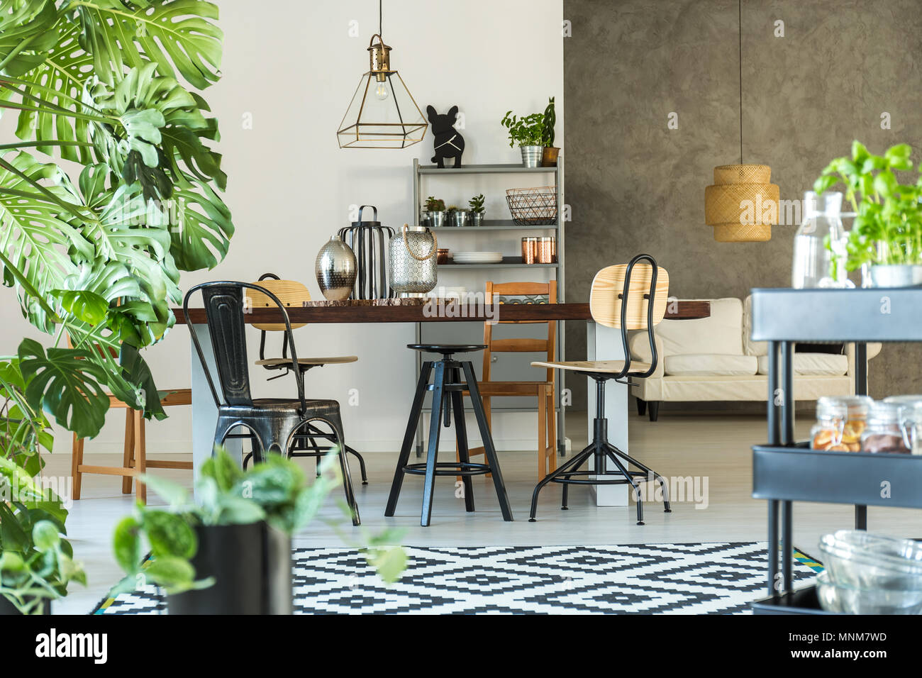 Monstera Madness: Transform Your Kitchen with Monstera Plants