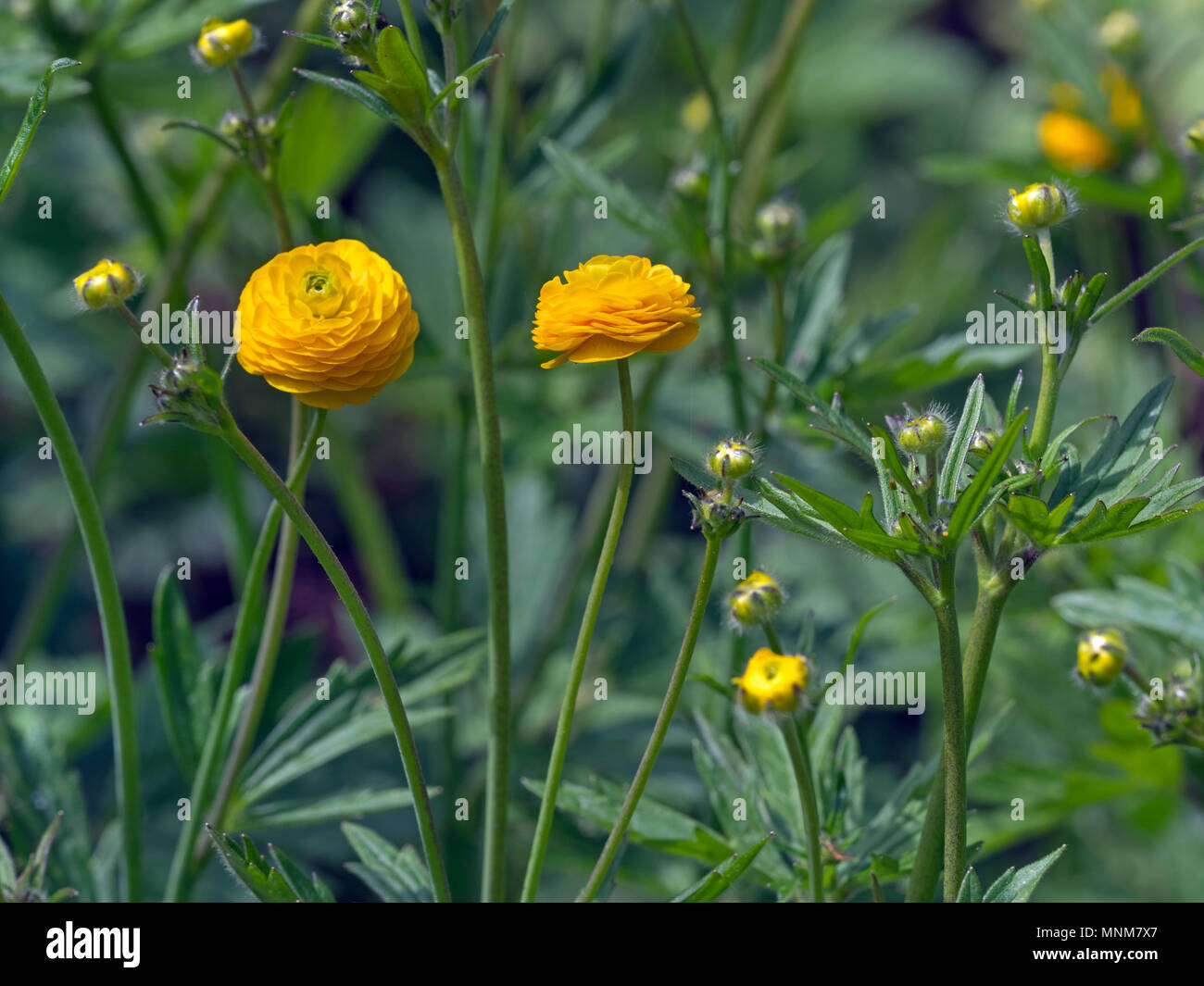 Ranunculus acris garden hi-res stock photography and images - Alamy