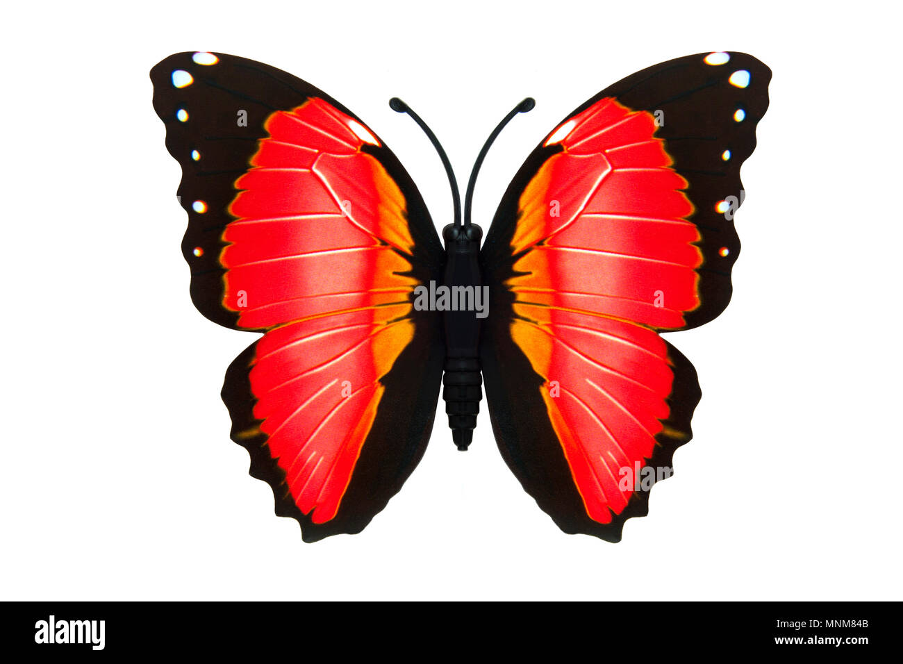 Beautiful colored butterfly isolated over white Stock Photo - Alamy