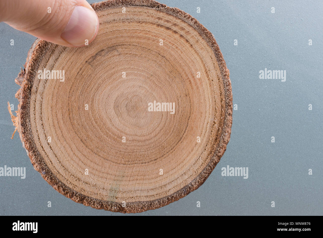 small piece of cut wood log used for wood texture background Stock ...