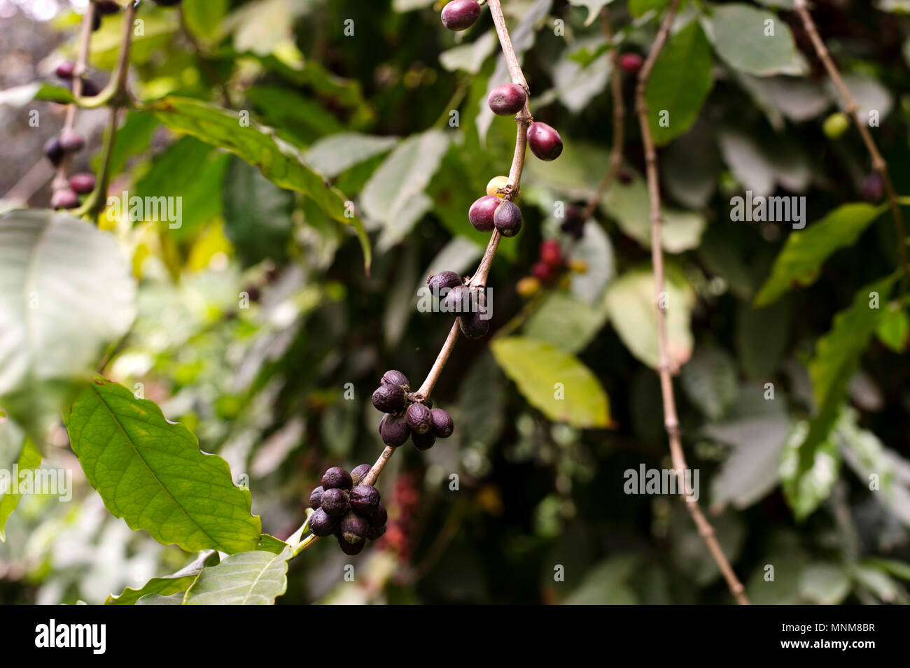Nepal plant hi-res stock photography and images - Alamy