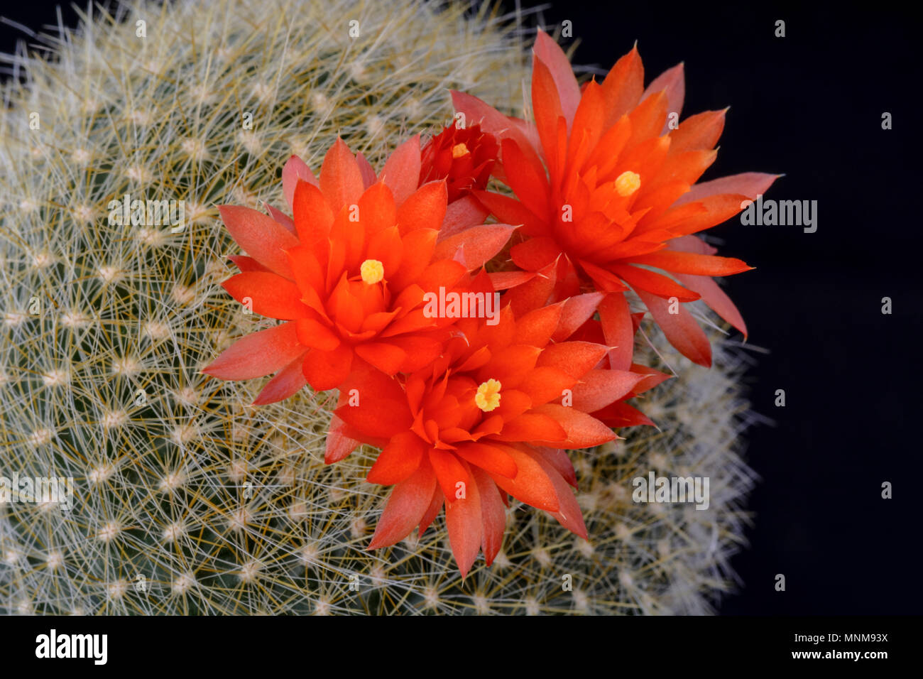 Cactus Parodia haselbergii with flower isolated on Black Stock Photo ...