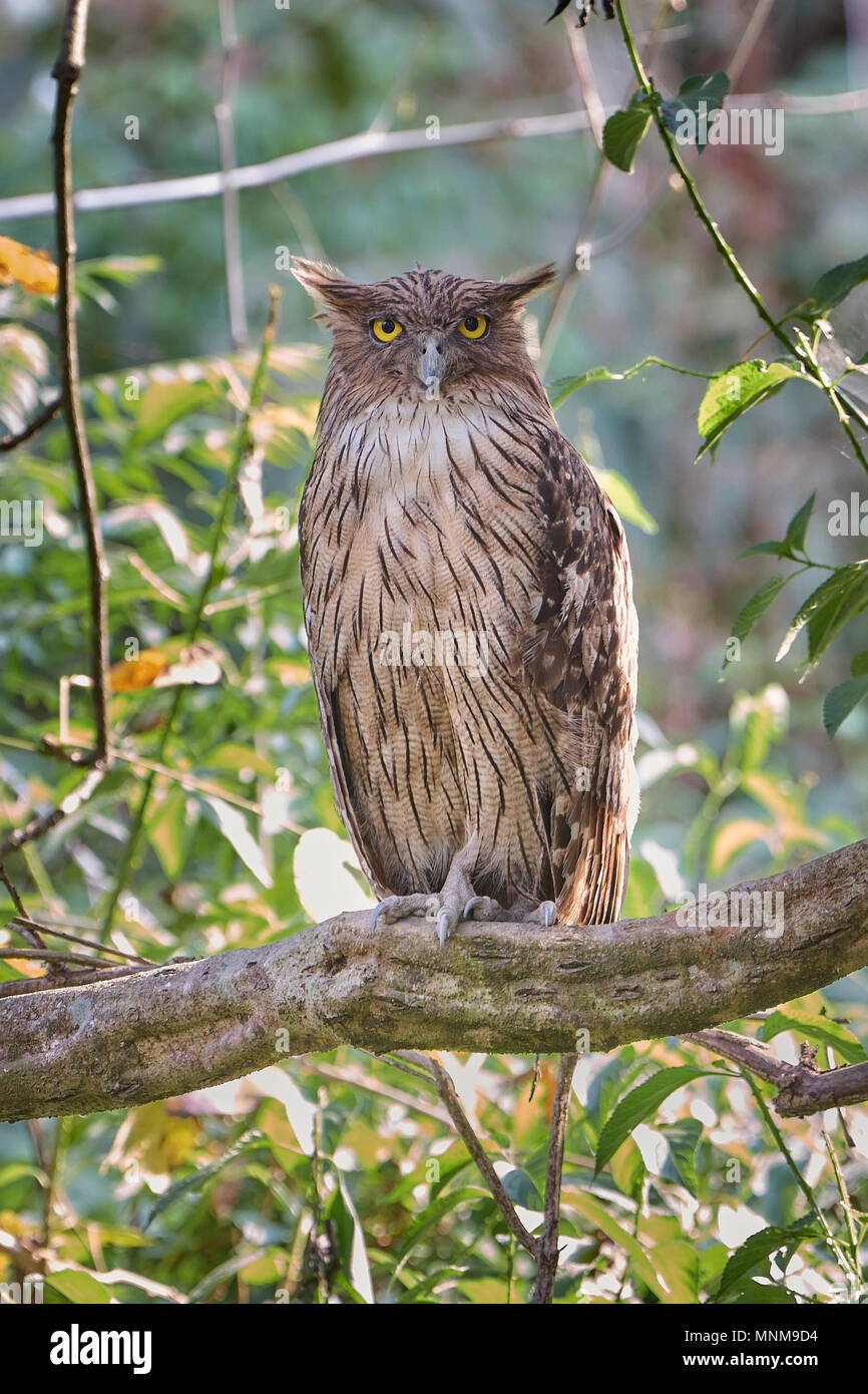 Owlportrait hi-res stock photography and images - Alamy