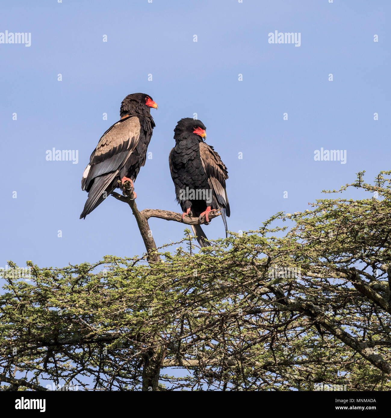 Zimbabwe bird hi-res stock photography and images - Alamy