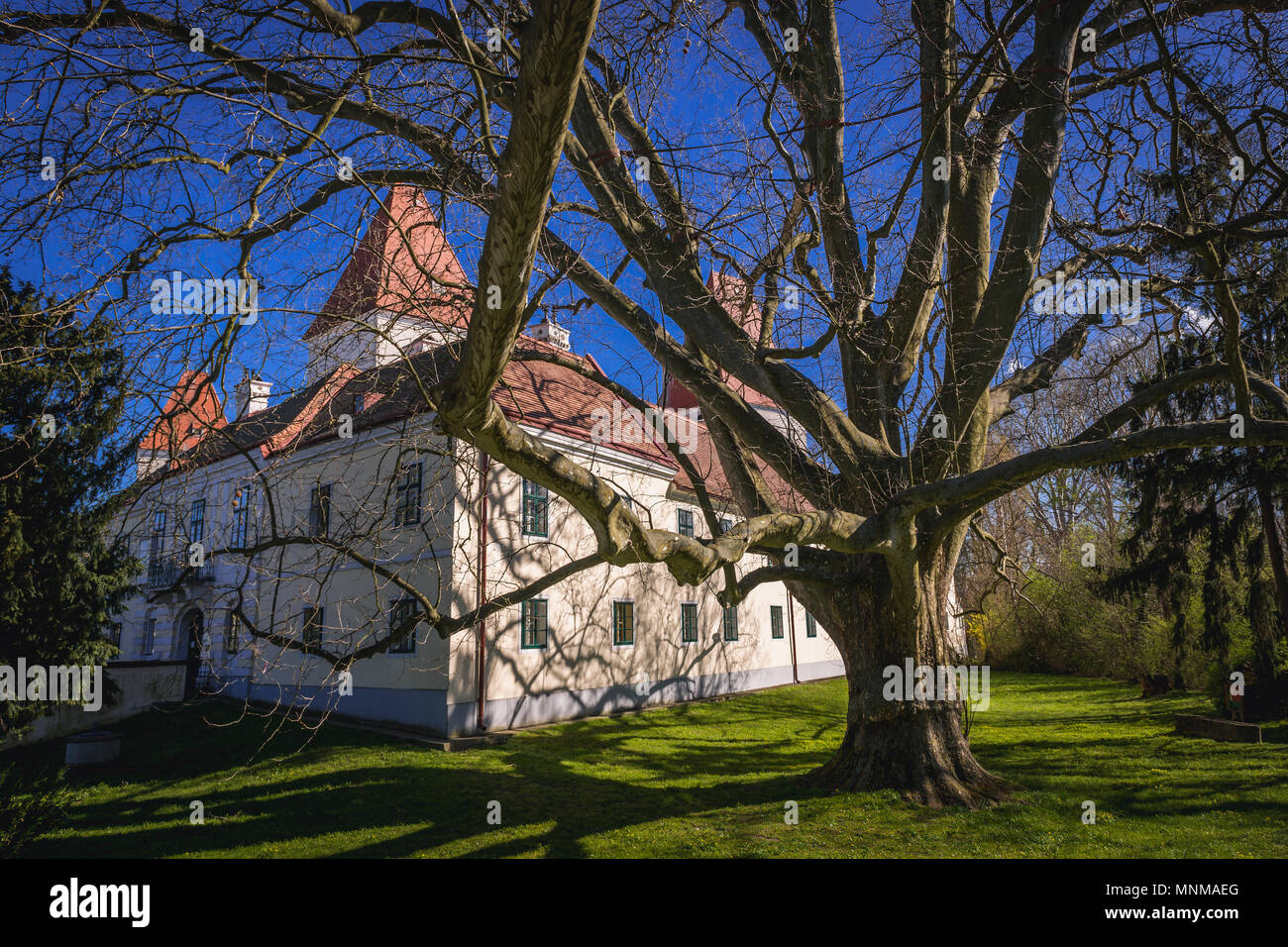 Large Platanus tree next to Schloss Orth castle in Orth an der Donau ...