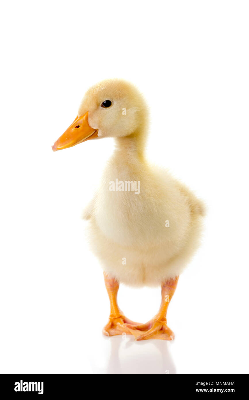 Cute baby duckling is posing to camera on isolated white background ...