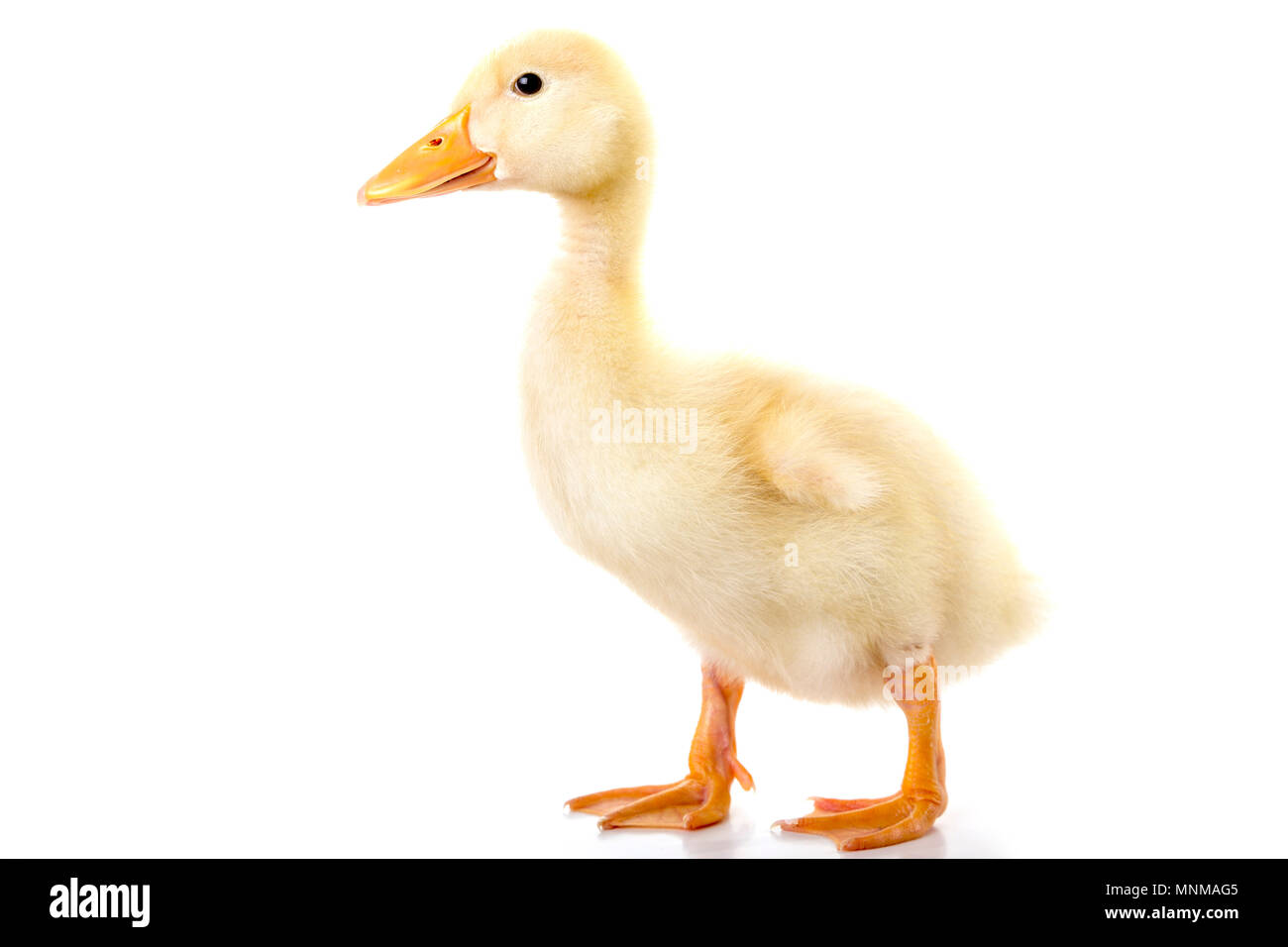 Cute baby duckling is posing to camera on isolated white background ...