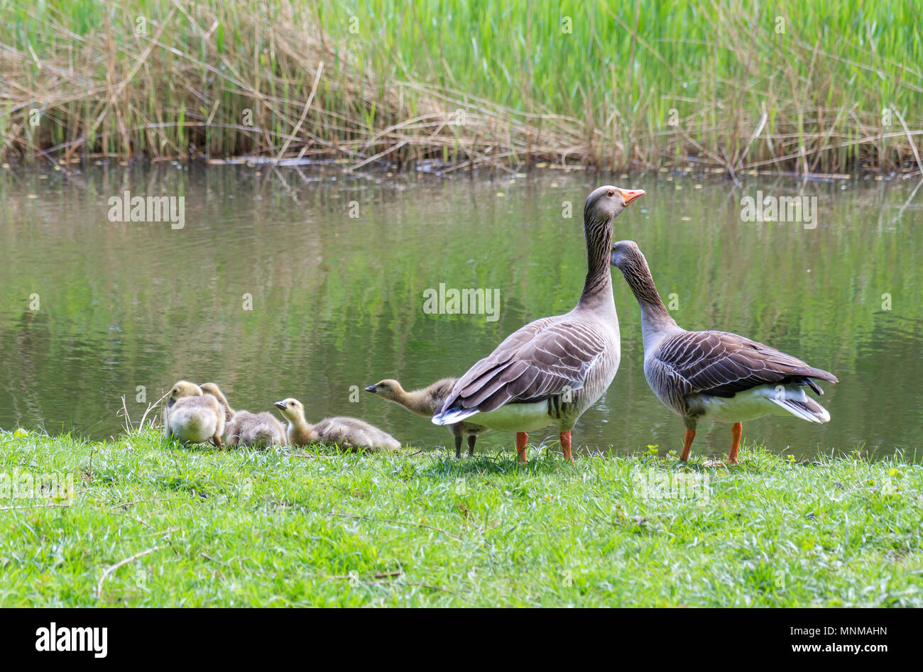 Parents and youngs hi-res stock photography and images - Alamy