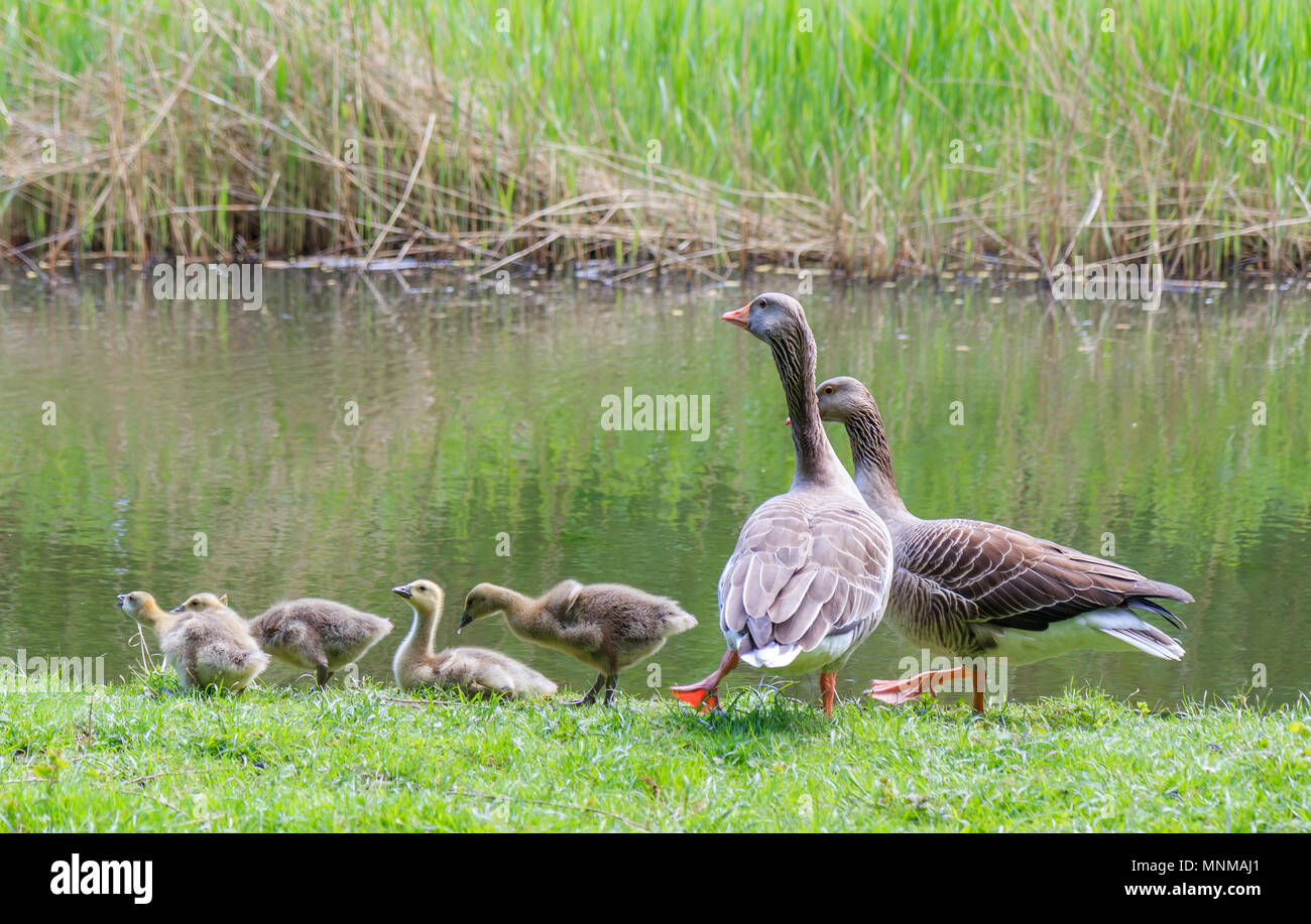 Goose Parents With Their Youngs In Nature Stock Photo - Alamy