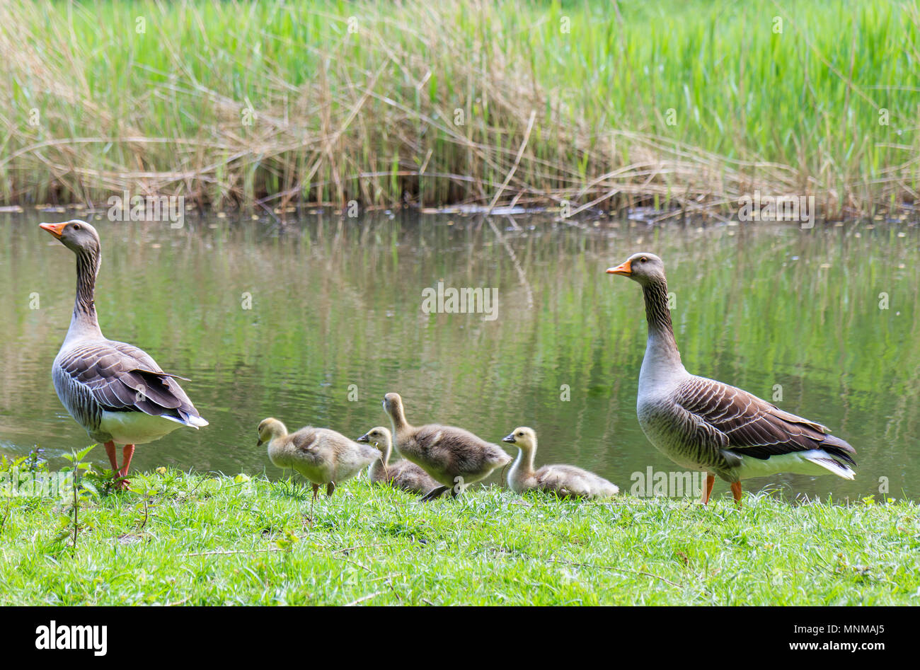 Goose Parents With Their Youngs In Nature Stock Photo - Alamy