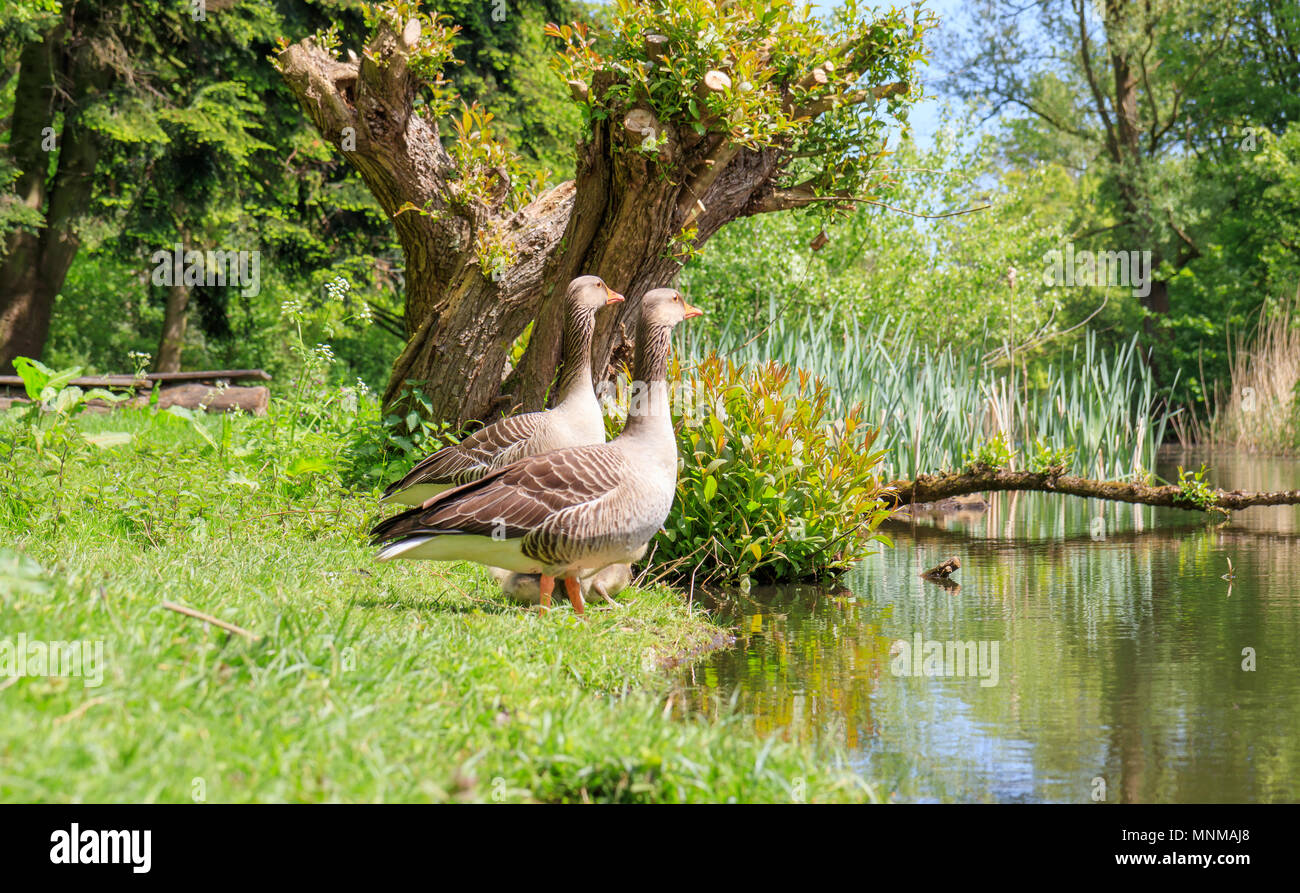Goose Parents With Their Youngs In Nature Stock Photo - Alamy