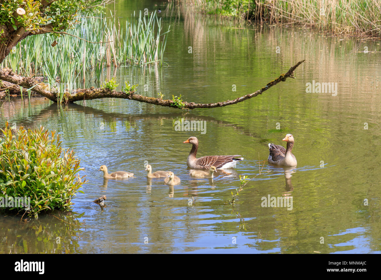 Goose Parents With Their Youngs In Nature Stock Photo - Alamy
