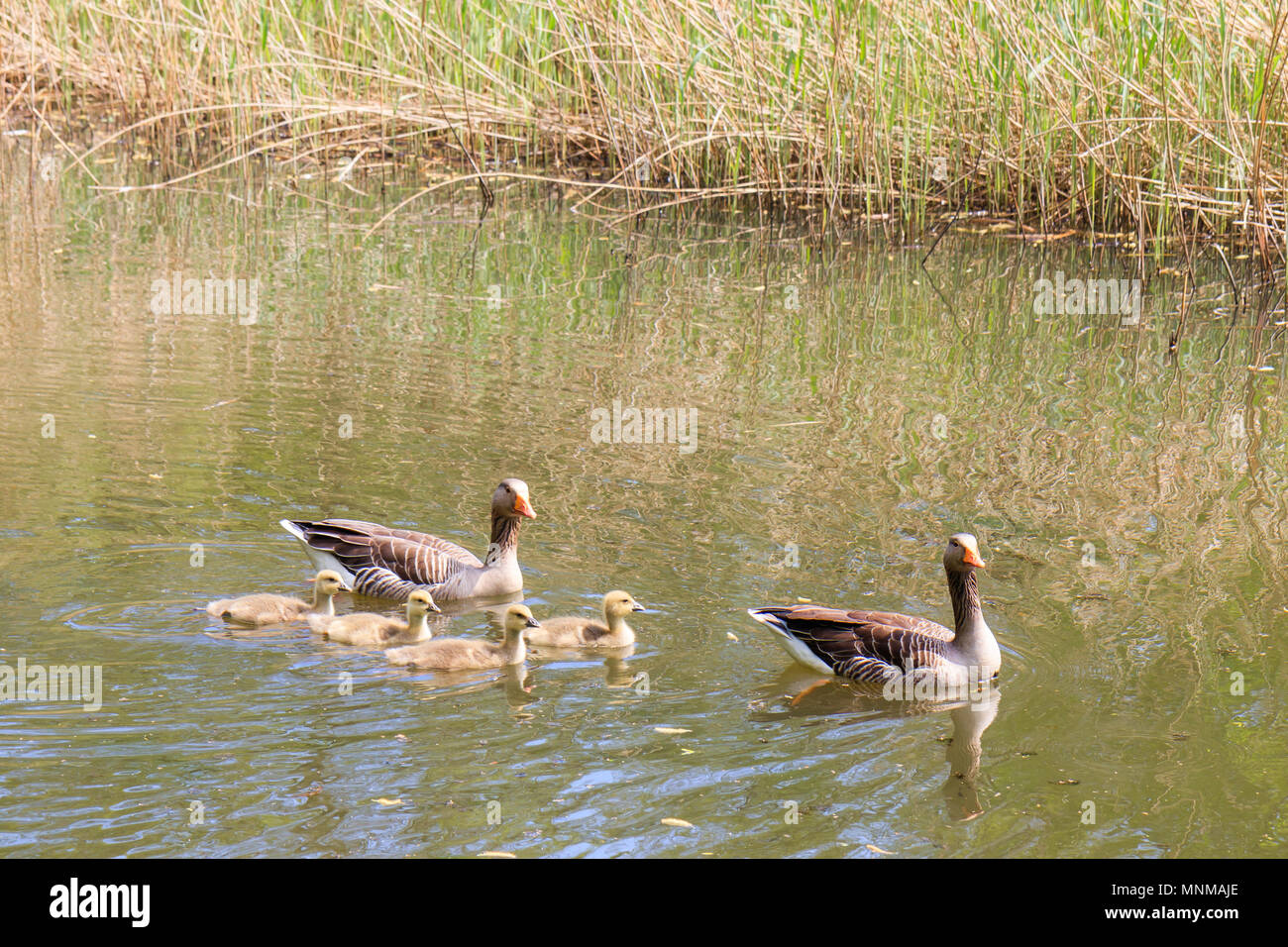 Parents and youngs hi-res stock photography and images - Alamy