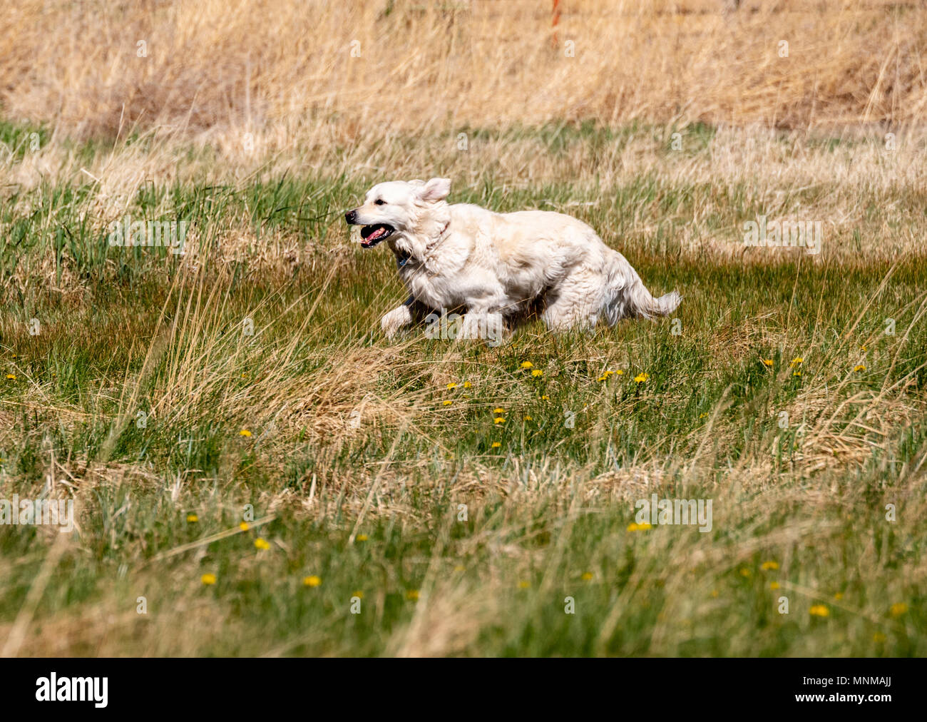 Family golden hi-res stock photography and images - Alamy